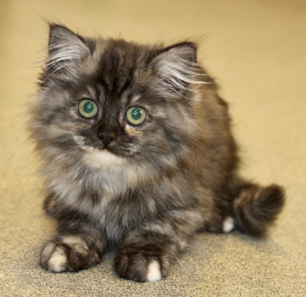 Short-nosed cats - Dyreklinikken Artemis