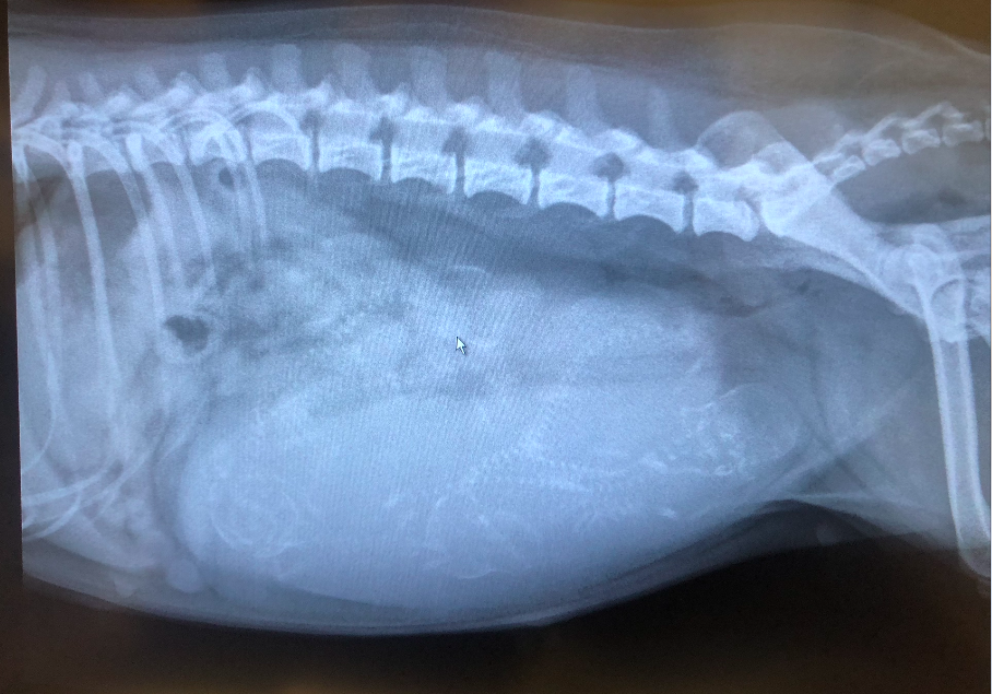 Reproduction and diagnostic of pregnancy dogs - Dyreklinikken Artemis